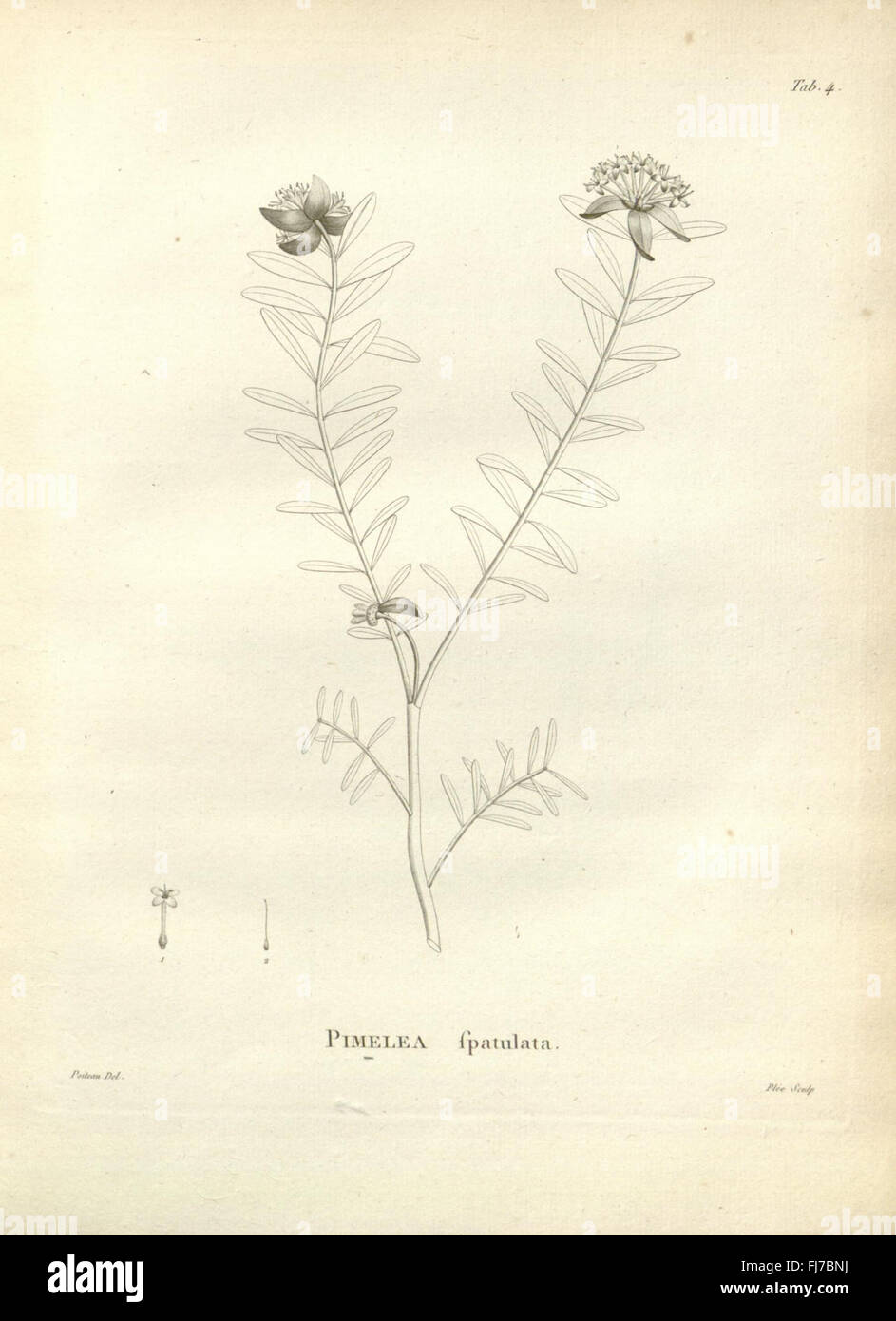 Spécimens of New Holland plants (Australie), documentant les espèces ...