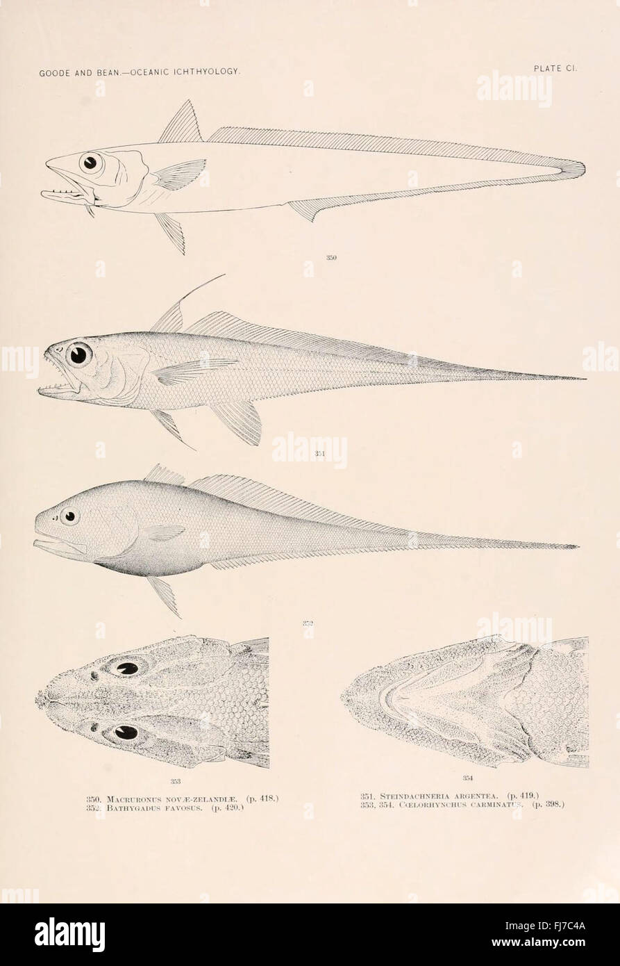 Ichtyologie marine, poissons d'eau profonde, océan Atlantique, espèces ...