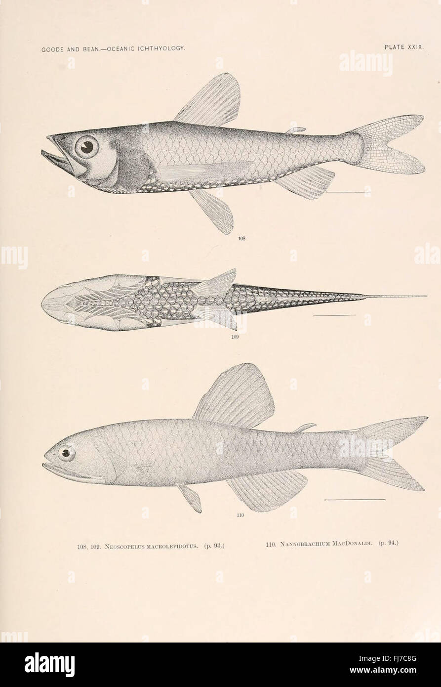 Océan Atlantique, poissons d'eau profonde, ichtyologie océanique ...