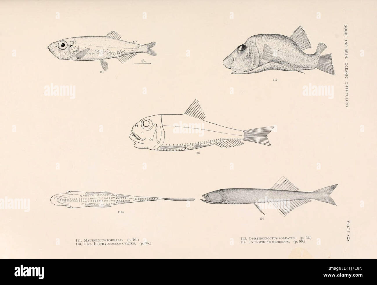 Une étude des poissons d'eau profonde dans l'océan Atlantique, axée sur ...