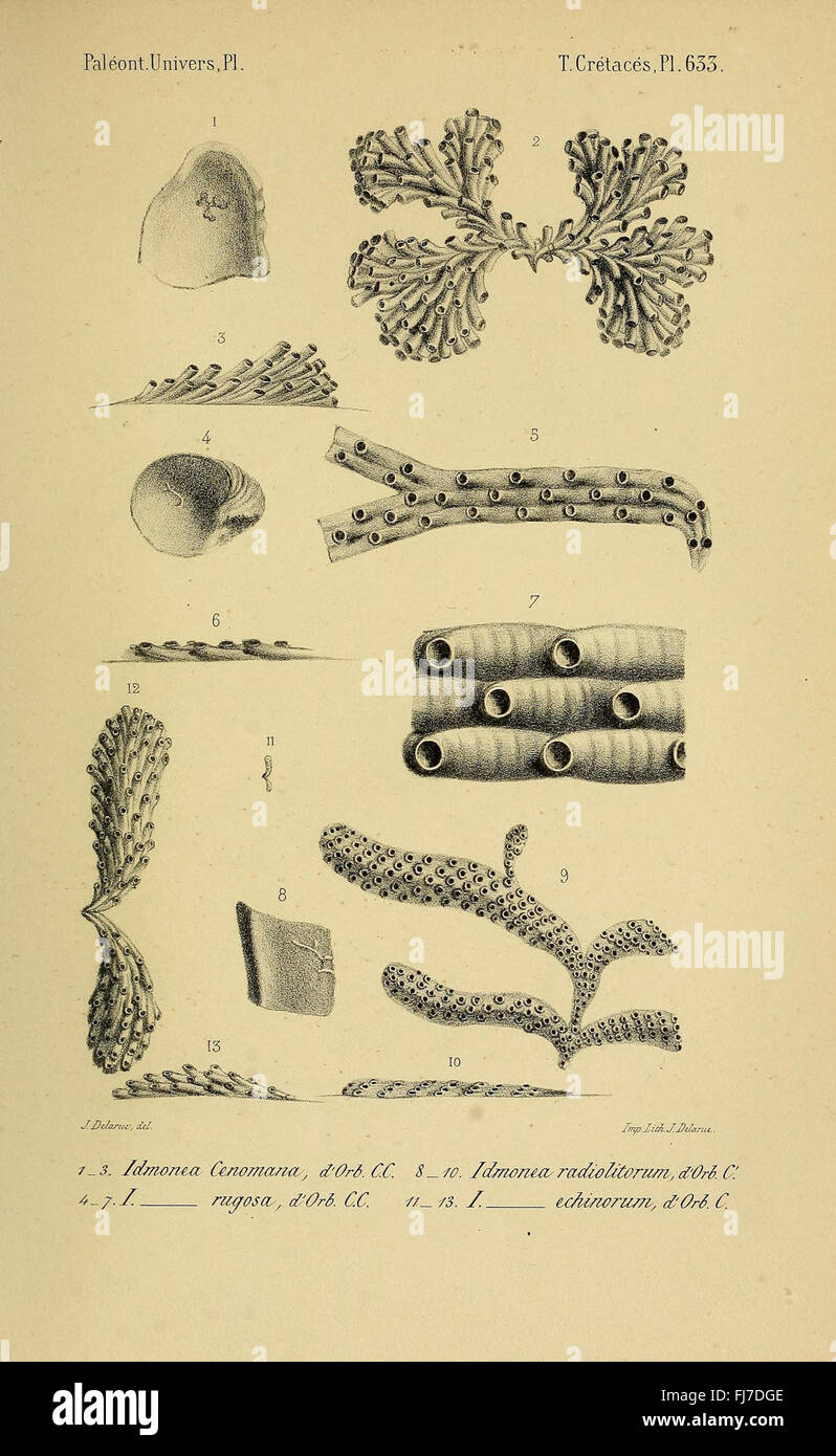 Paléontologie française (PL. 633) - Une étude fossile détaillée du ...