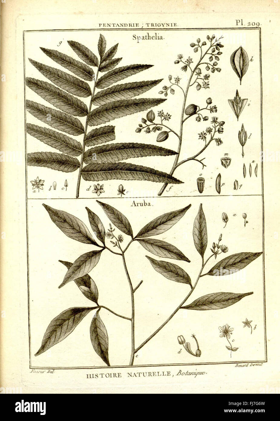 Illustrations botaniques, œuvres encyclopédiques, plantes, flore ...