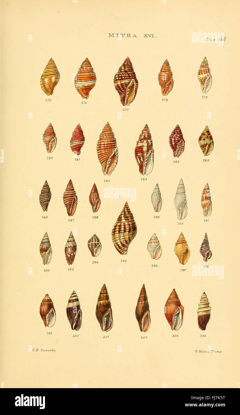 Coquilles, mollusques, conchologie, identification des coquilles ...