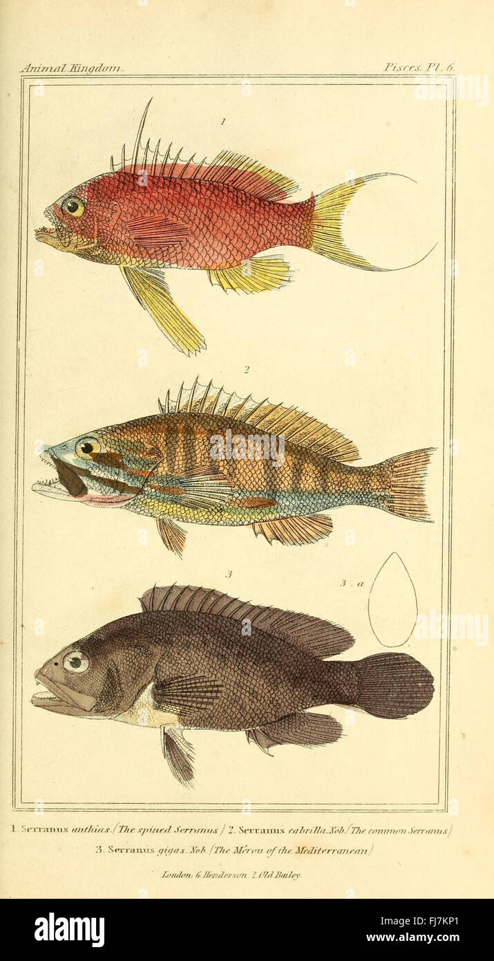 Un système de classification des animaux basé sur leur organisation et ...