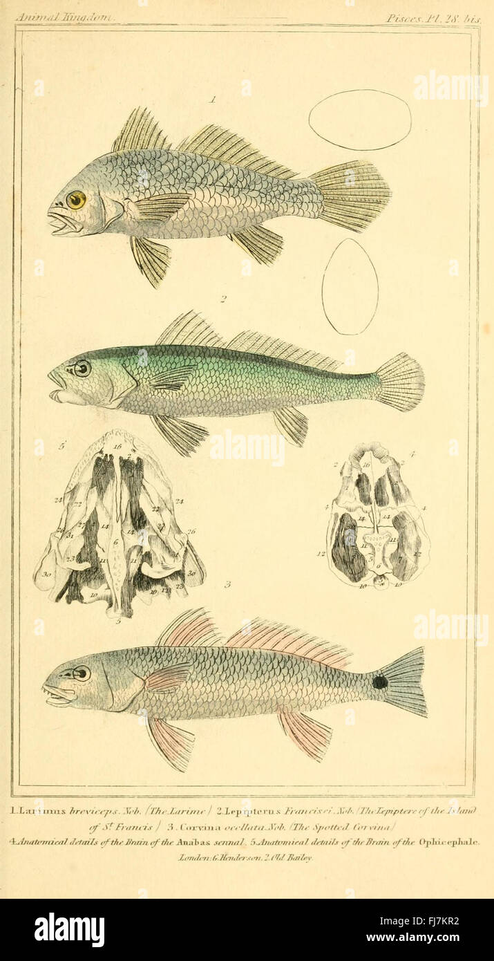 Un travail fondamental sur la classification animale, proposant une ...