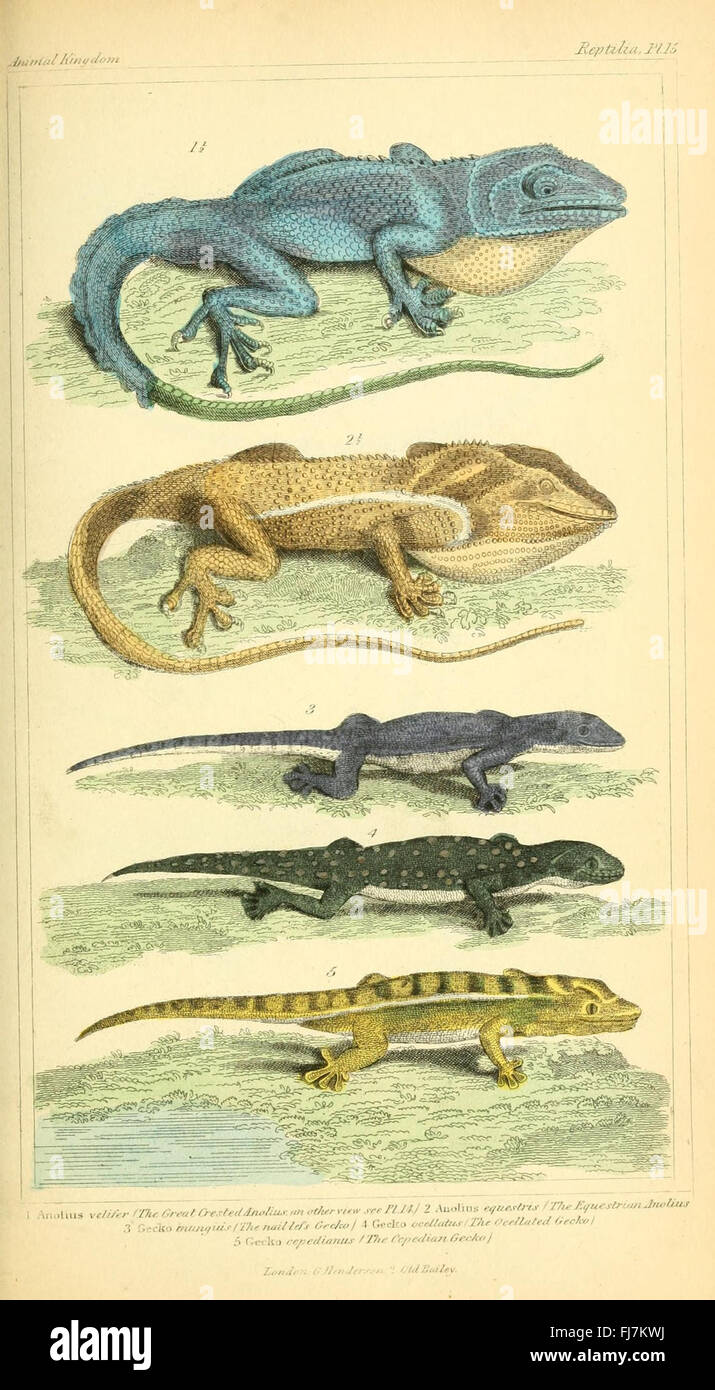 Le règne animal, organisé selon son organisation, servant de fondement ...