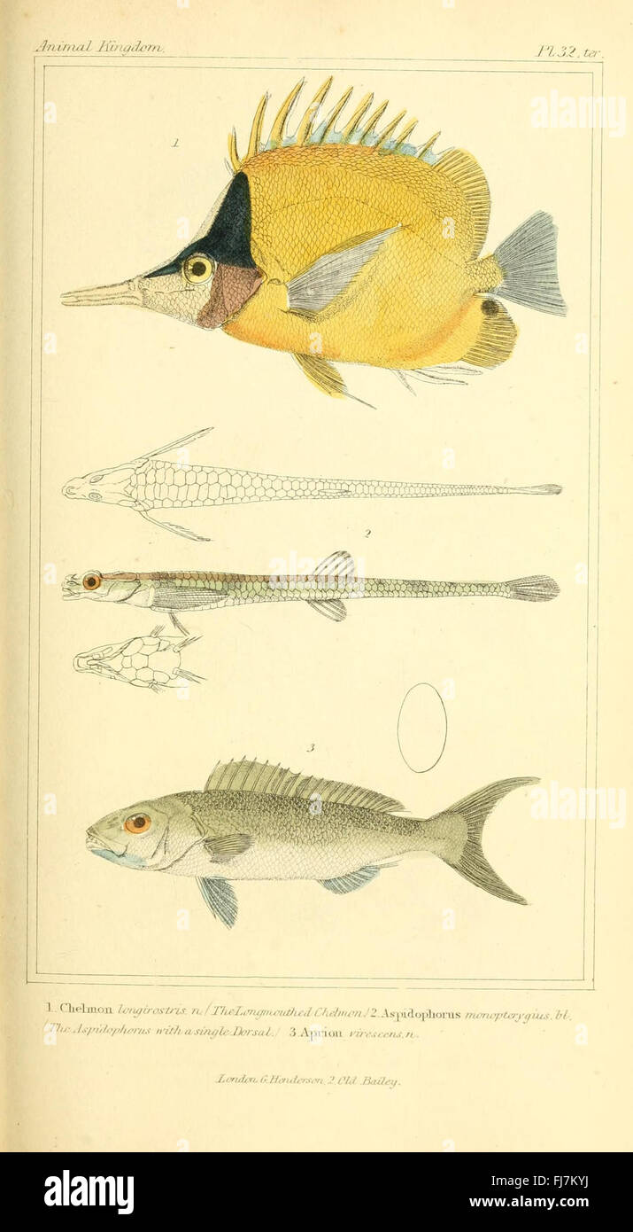 Une illustration de *The animal Kingdom*, classant les espèces animales ...