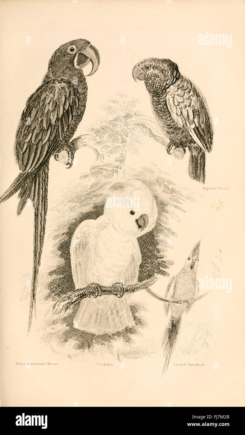 Une classification complète du règne animal, détaillant l'organisation ...