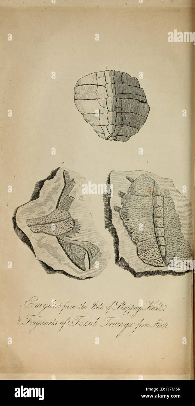 Une représentation illustrée du règne animal, présentant diverses ...