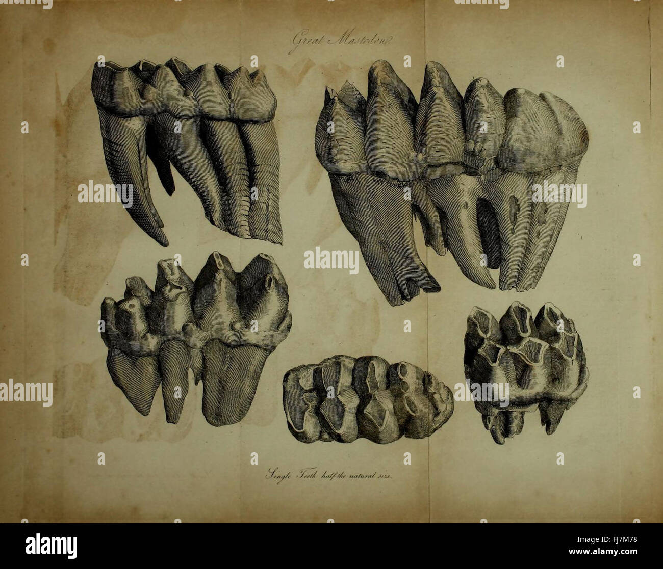 Une représentation zoologique de diverses espèces animales, mettant en ...