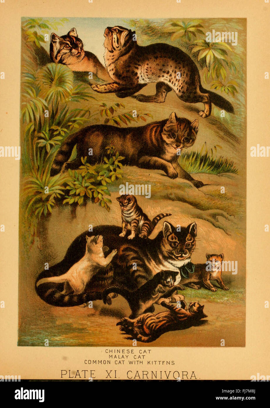Le Royaume animal - un travail illustré décrivant diverses espèces ...