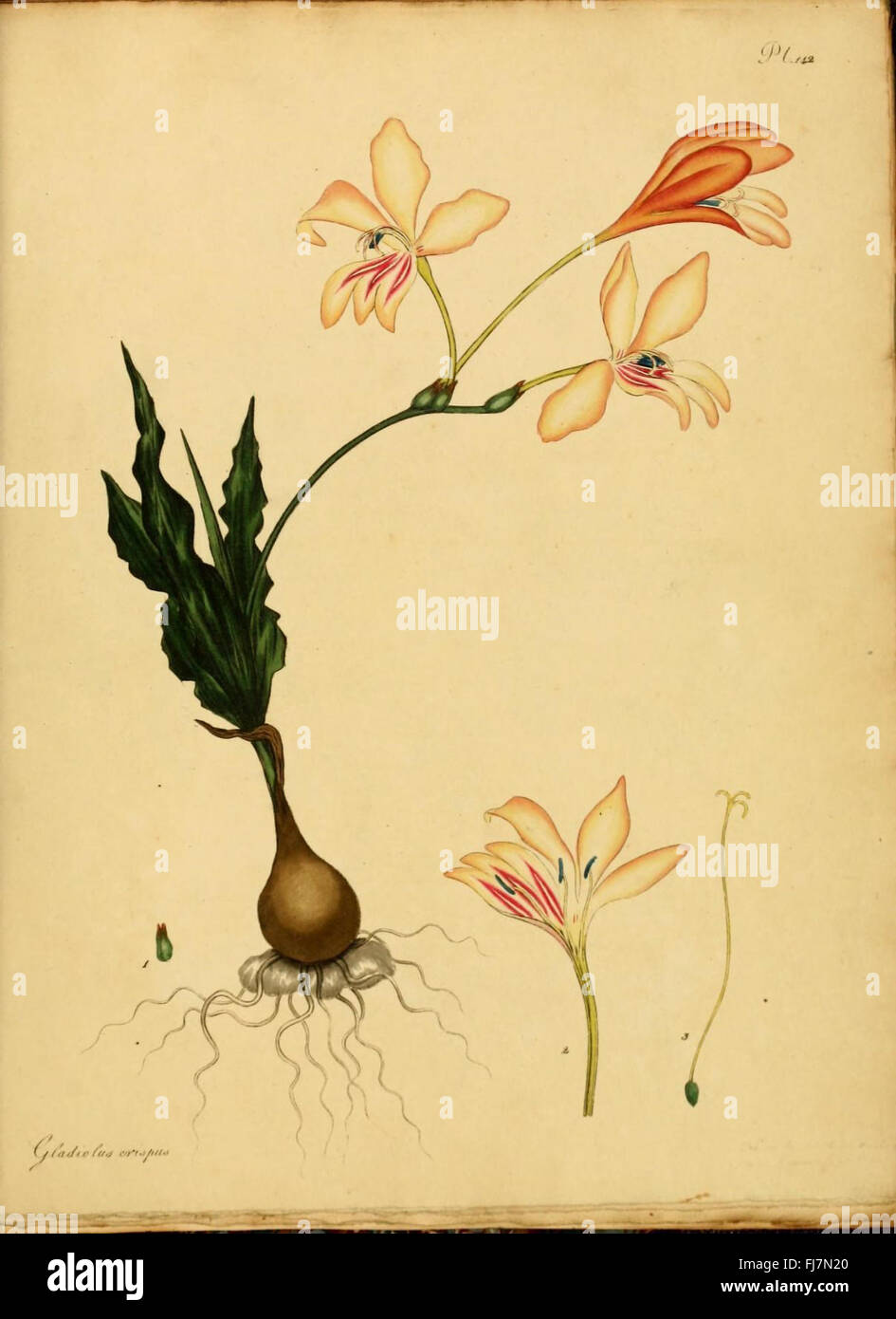 The Botanist's Repository, for New and rare plants (PL. 142) - Un ...