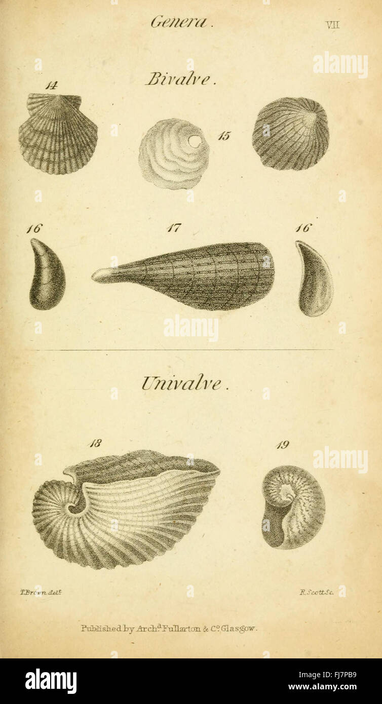 Un guide pour l'identification et la classification des mollusques et ...