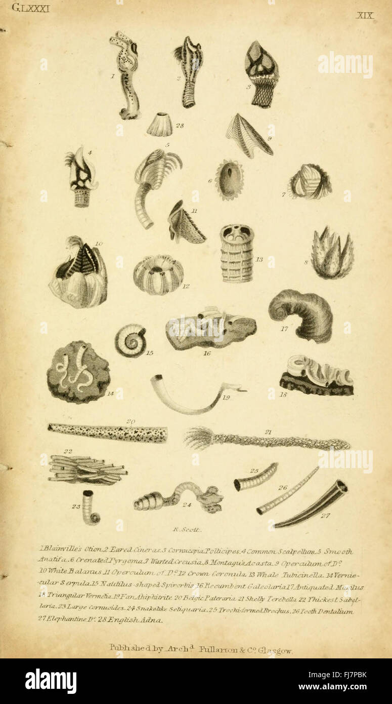 Un guide complet pour identifier les mollusques et les coquillages ...