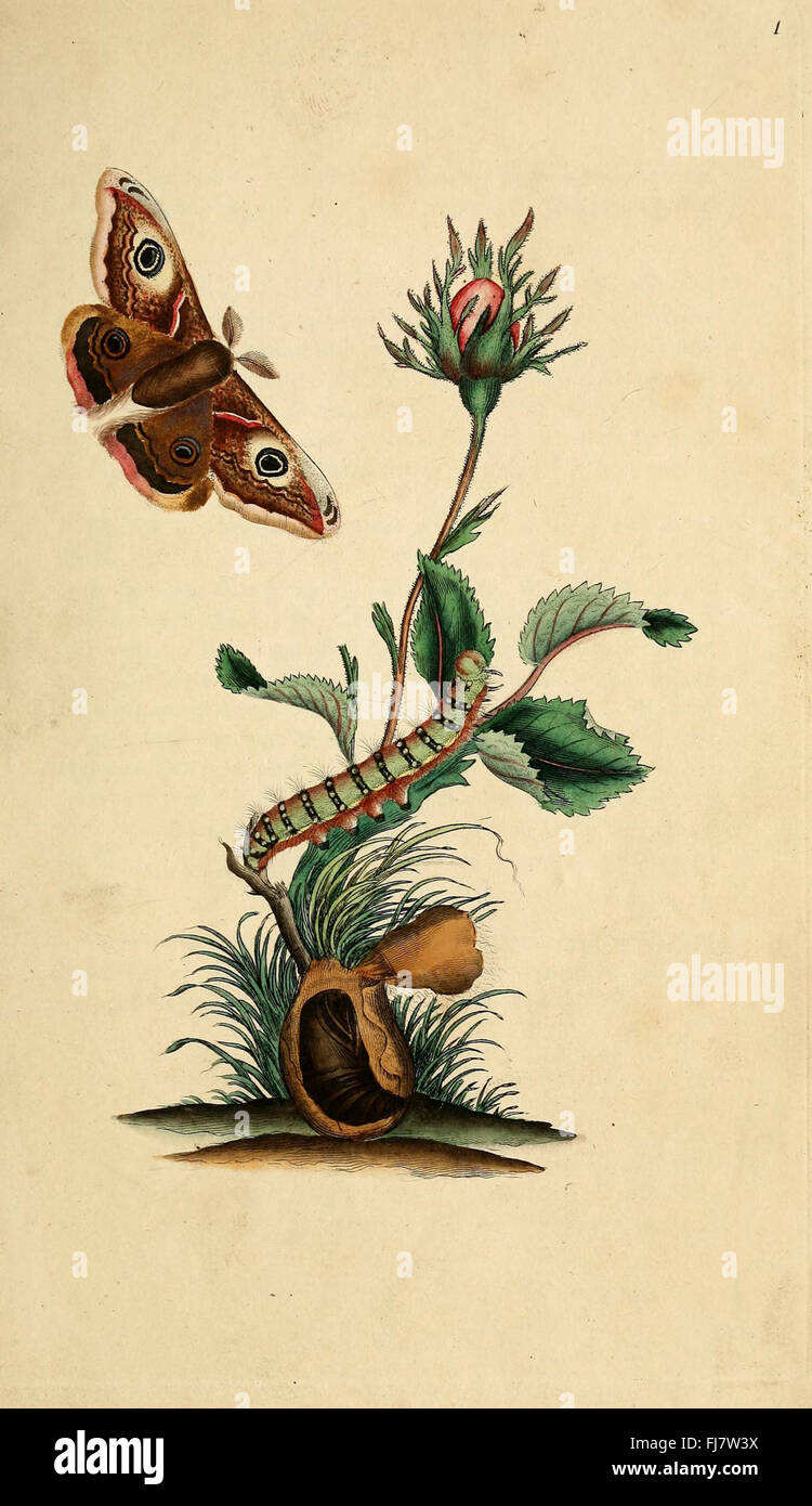 Un guide complet de l'histoire naturelle des insectes britanniques, axé ...