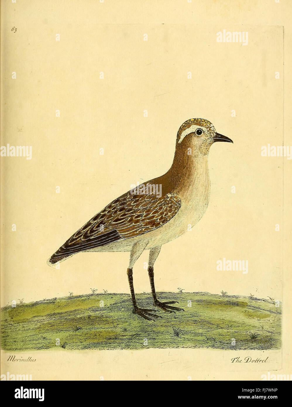 Une illustration du début des années 1800 tirée de « A Natural History ...