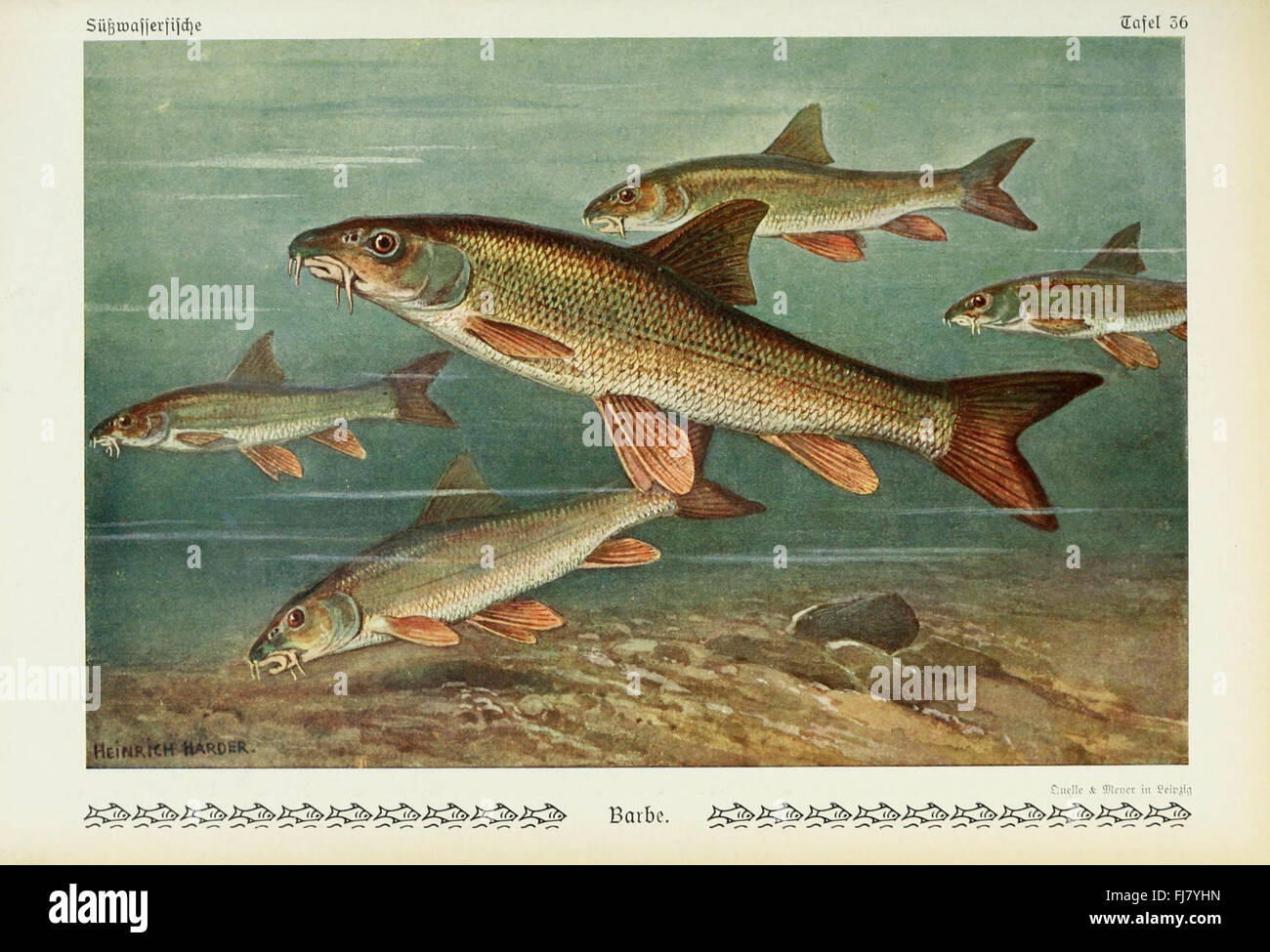 Une étude des espèces de poissons d'eau douce en Allemagne, avec des ... Une étude des espèces de poissons d'eau douce en Allemagne, avec des ...