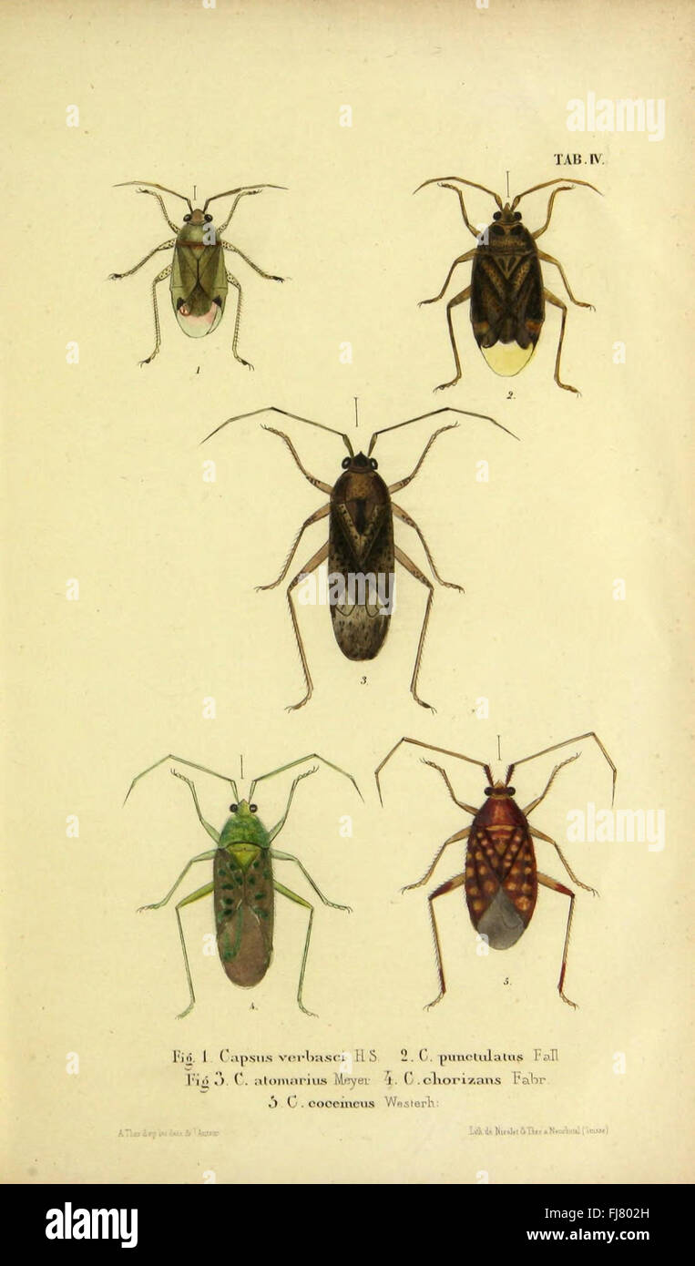 Un catalogue détaillant les espèces de Rhynchota (un sous-ordre des ...