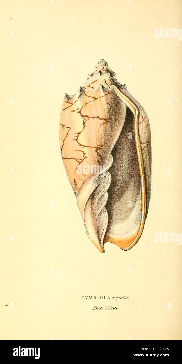 Travail zoologique présentant des illustrations et des descriptions d ...