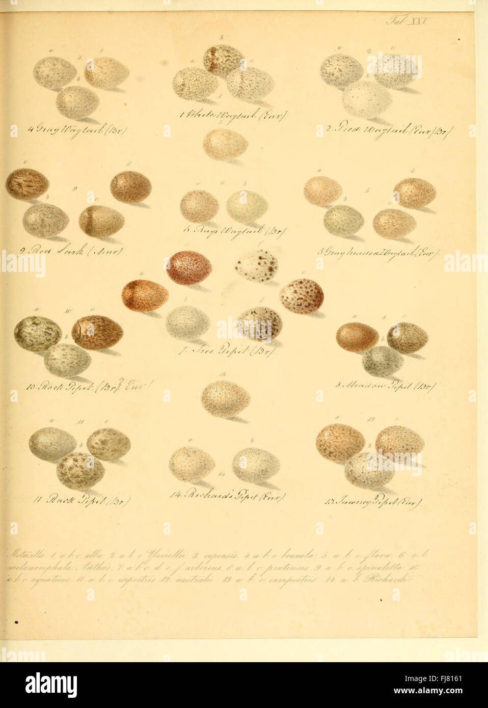 Une étude de l'histoire de reproduction de toutes les espèces d'oiseaux ...