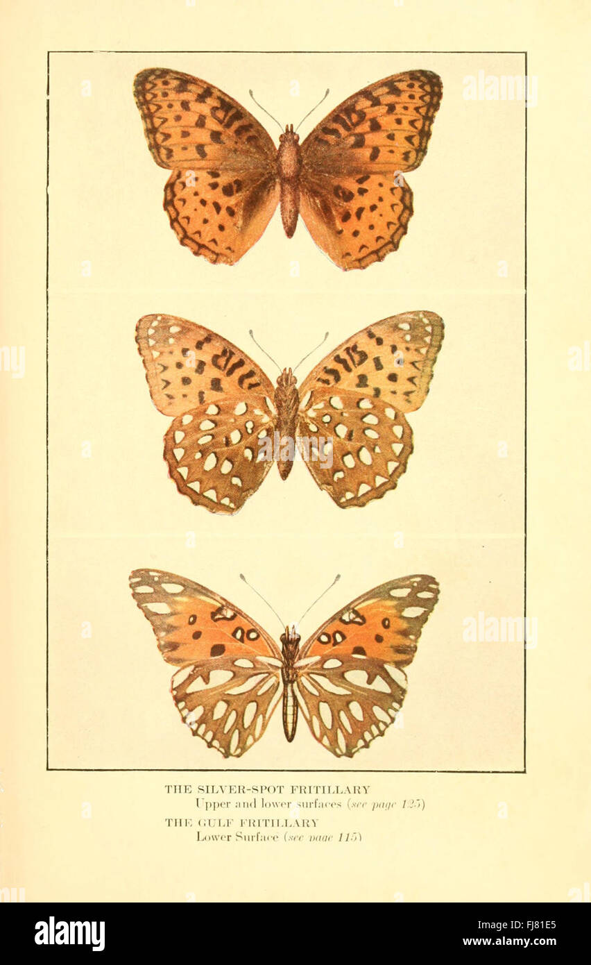 Papillons à connaître - Un guide pour identifier et comprendre diverses ...