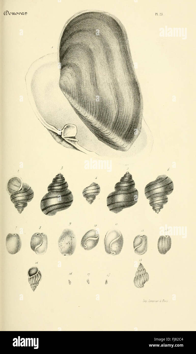 Bibliothèque conchologique, catalogue de coquilles, mollusques ...