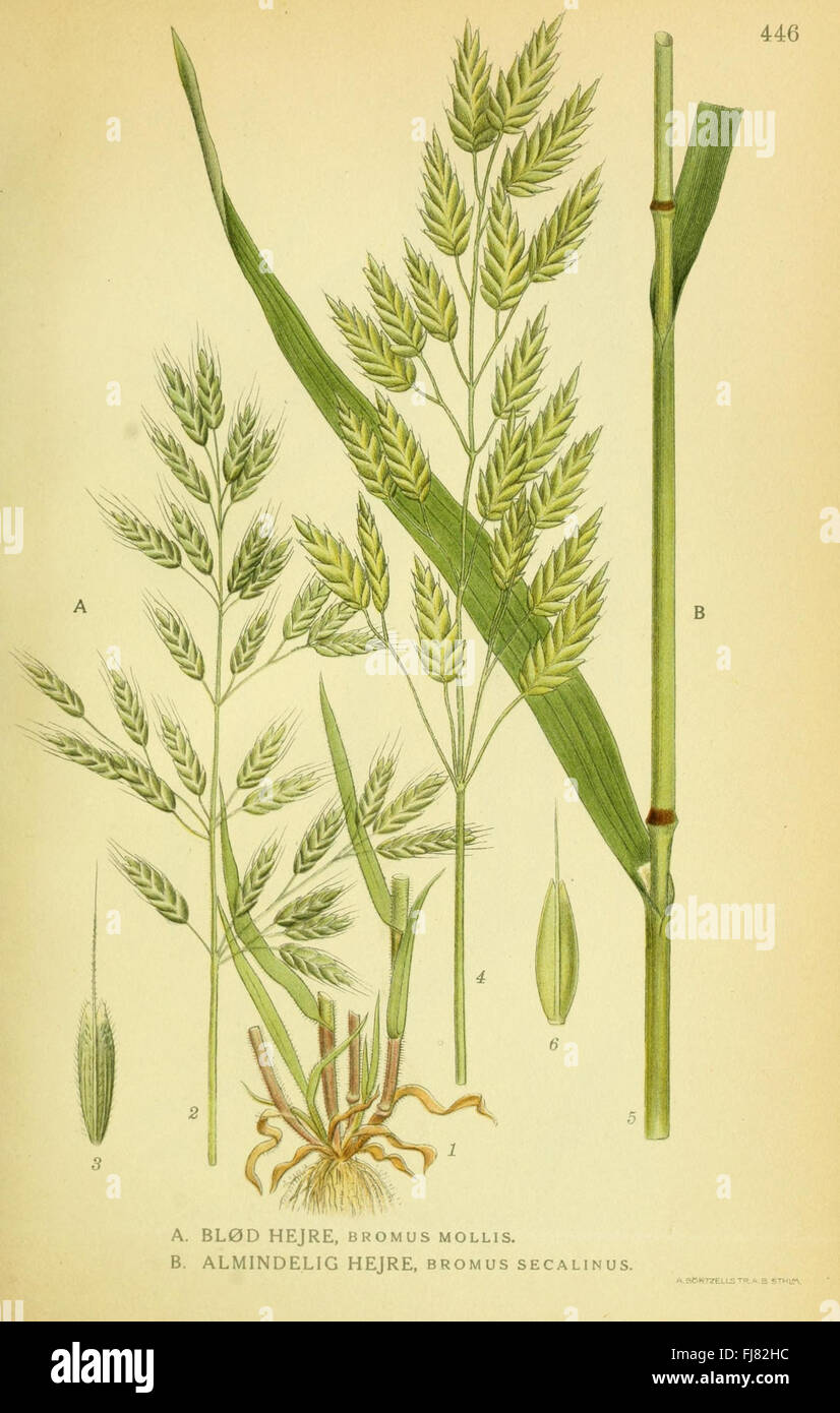 Une œuvre illustrée représentant la flore de Scandinavie, axée sur les ...