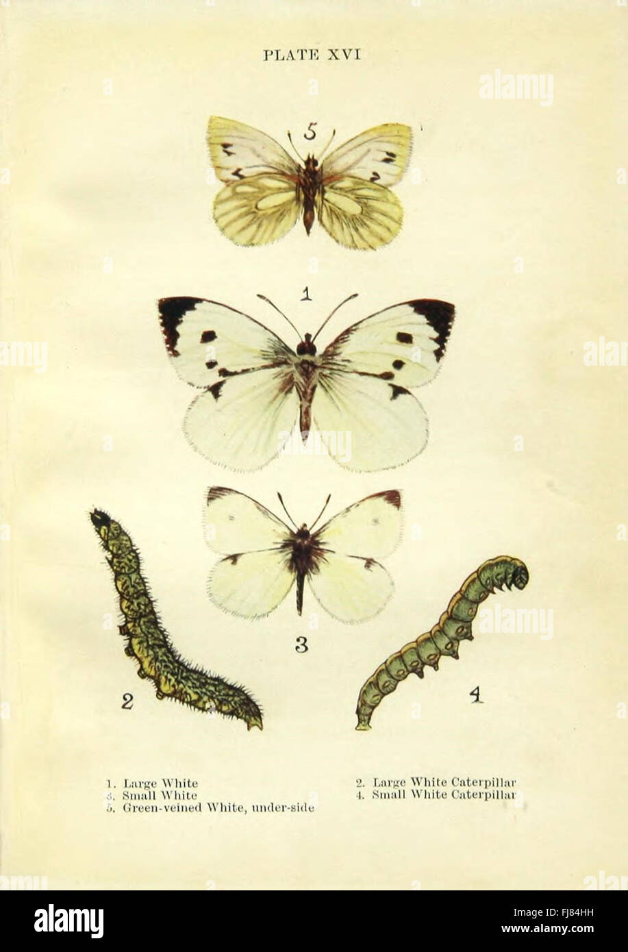 Lépidoptères, papillons de nuit, bibliothèque de l'Université Cornell ...