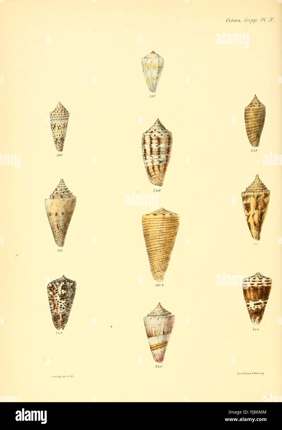 Une œuvre emblématique illustrant les coquilles des mollusques, axée ...