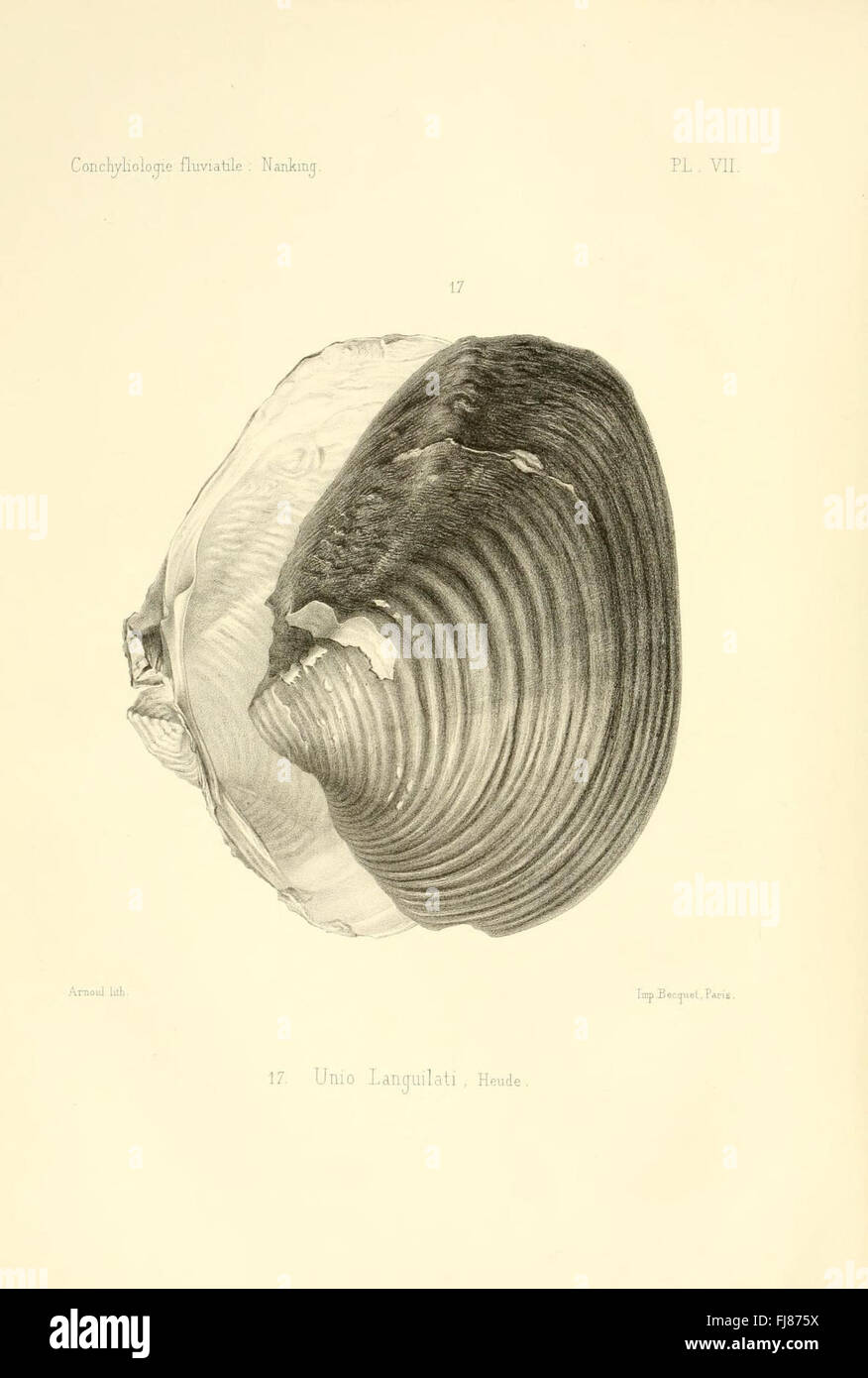 Un travail sur les mollusques d'eau douce de la région de Nanjing et du ...