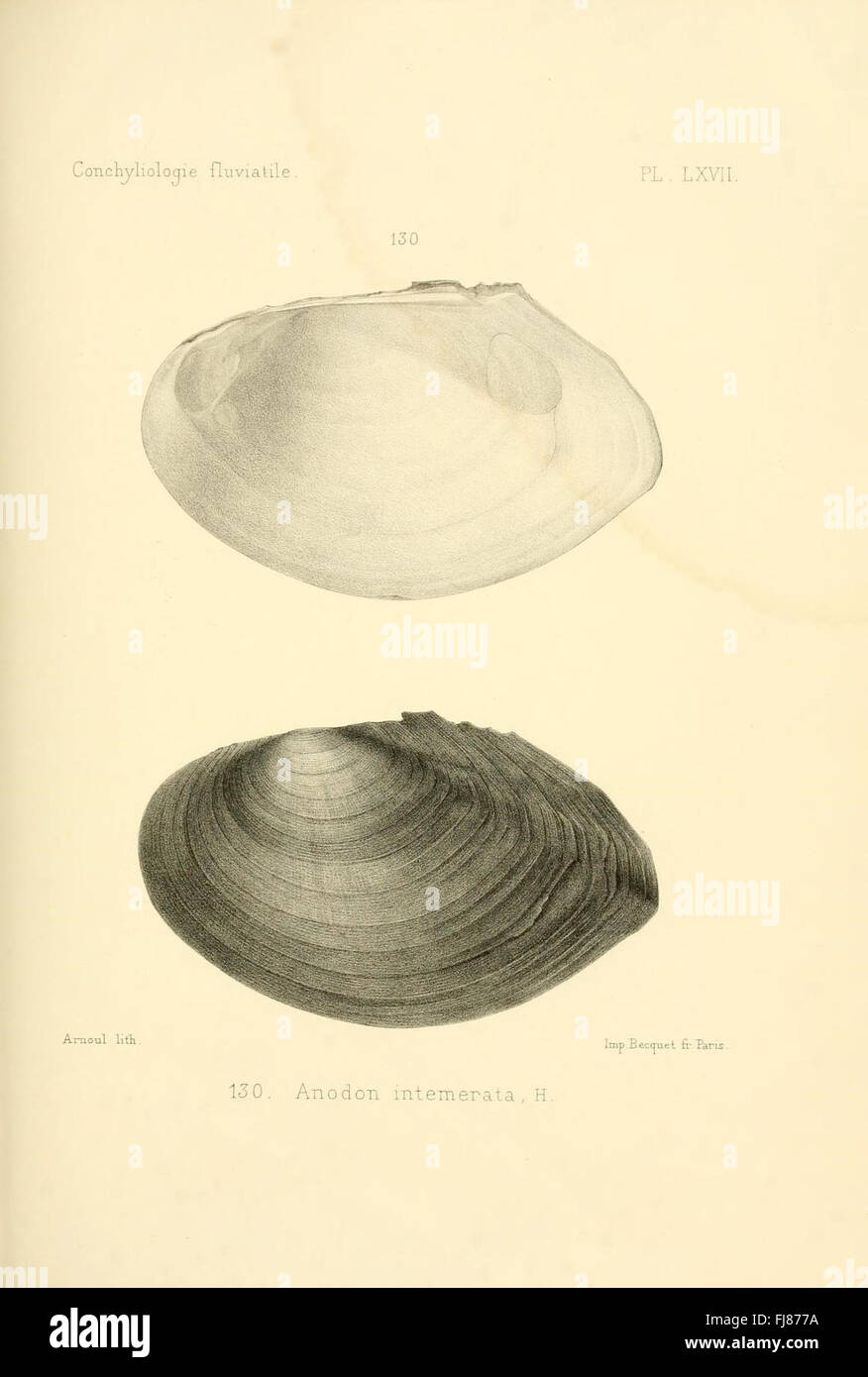 Étude des mollusques d'eau douce de la province de Nankin et du centre ...
