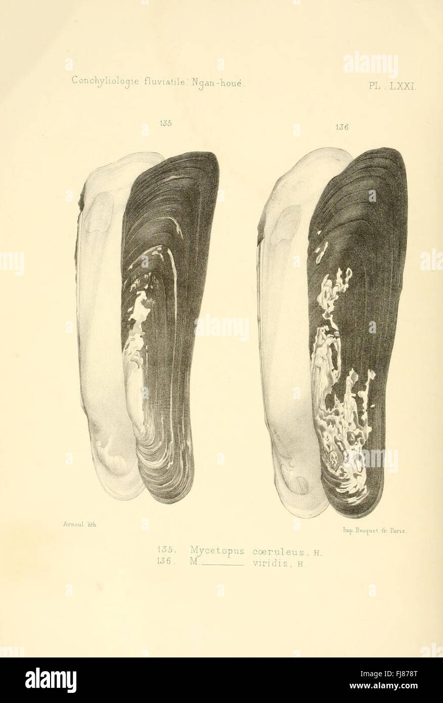 Une étude approfondie des mollusques d'eau douce de la région de ...