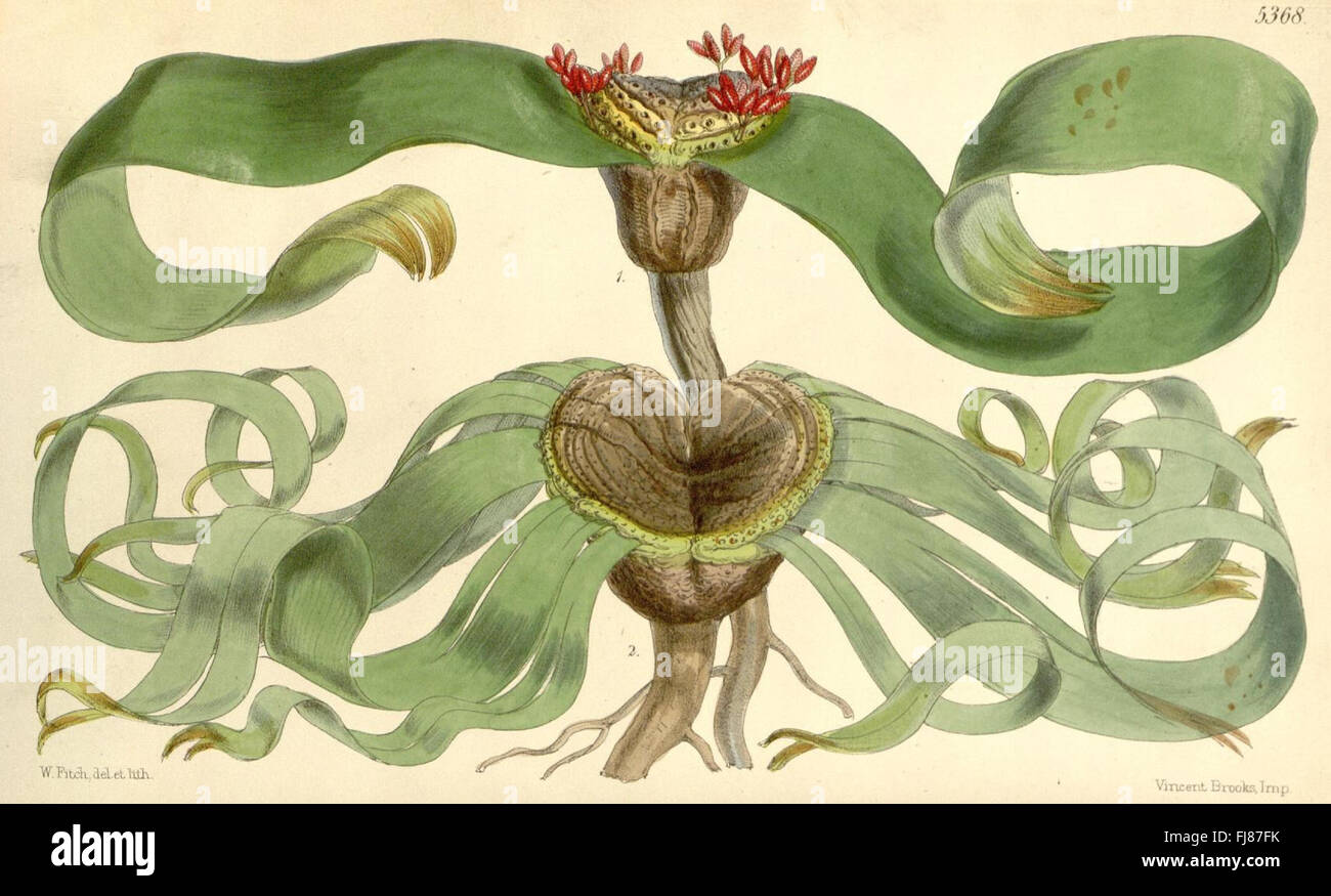 Un magazine botanique renommé présentant des illustrations détaillées ...