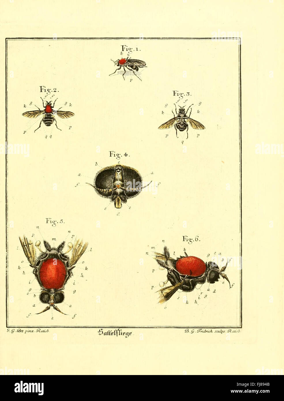 Un travail exhaustif de D. Jacob Christian Schäffer sur l'étude des ...