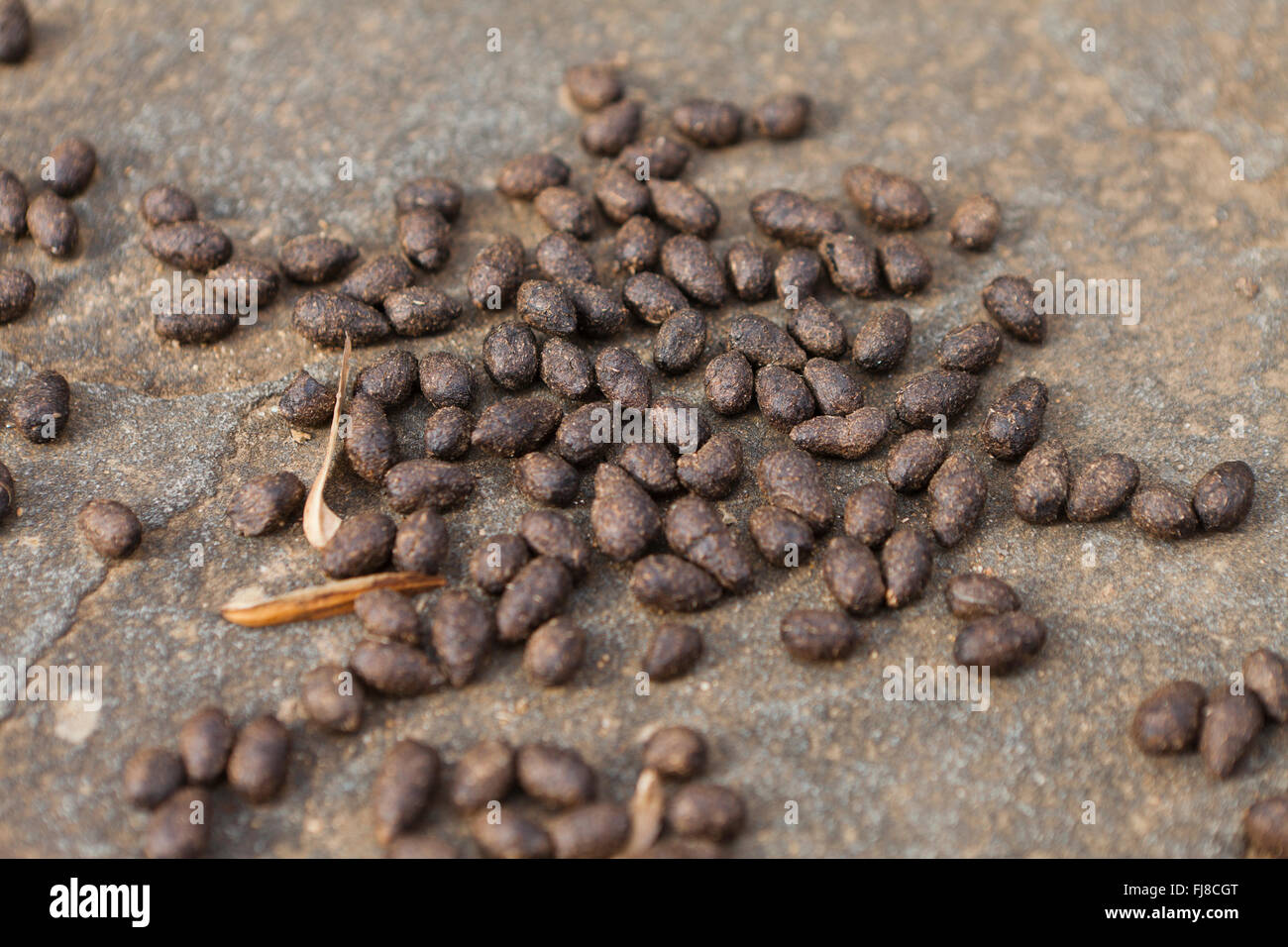 Les crottes de cerf - USA Photo Stock - Alamy