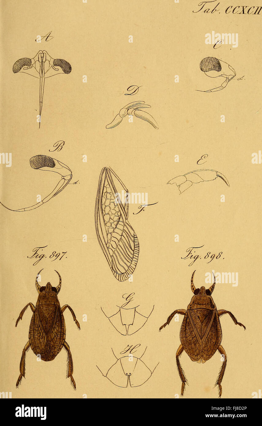 Illustration détaillée et description des Hemiptères, les vrais ...