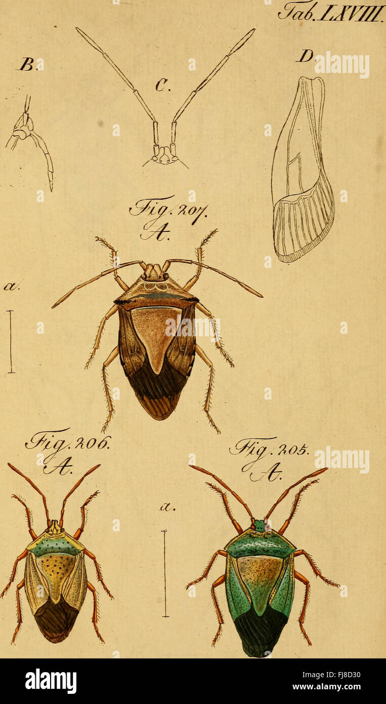 Hémiptères, insectes, entomologie, taxonomie des insectes ...