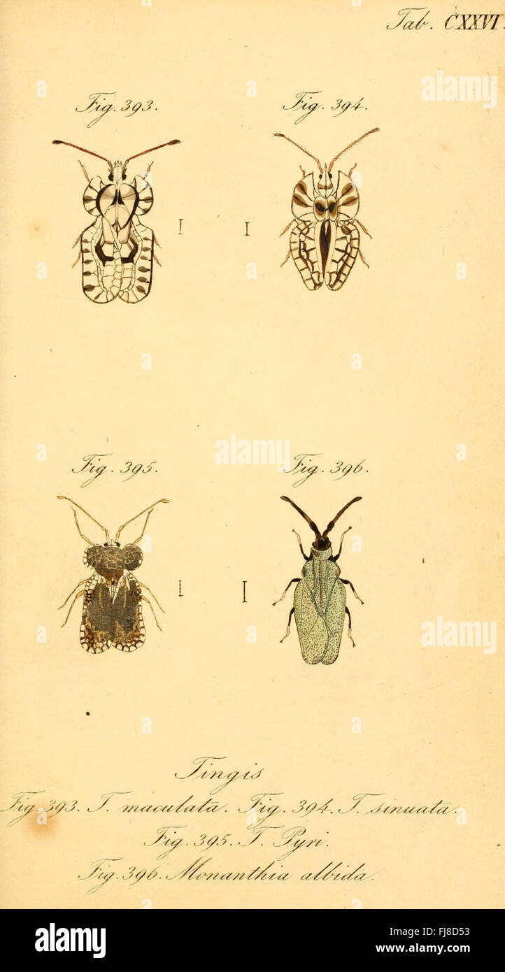 Étude entomologique illustrée sur les vrais insectes (Hemiptera ...