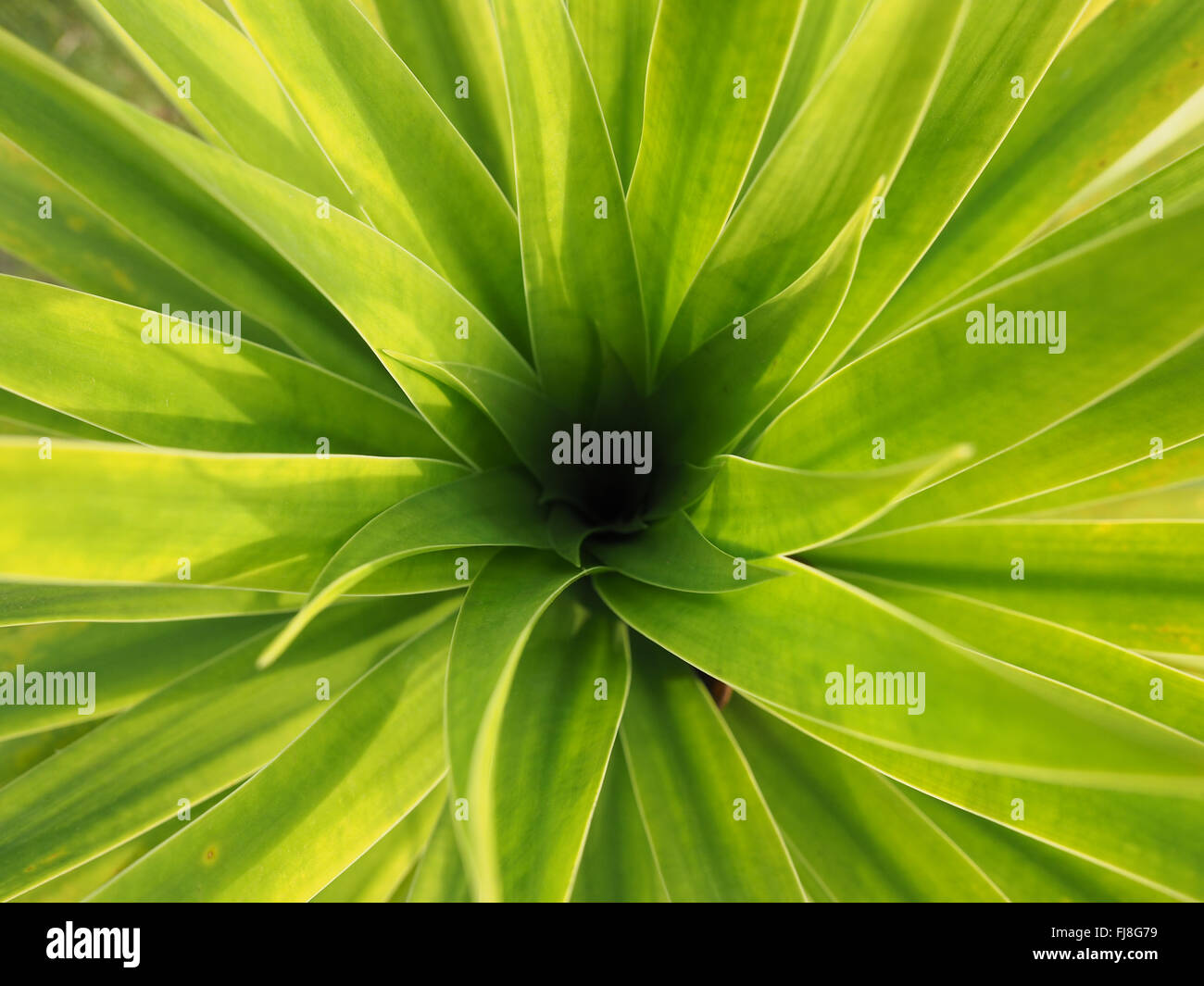 Fond Vert Et Jaune Banque De Photographies Et Dimages à Haute Résolution Alamy