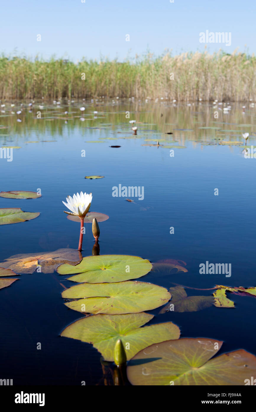 Papyrus Marsh Banque d'image et photos - Alamy