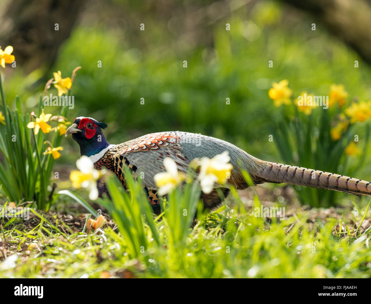 Beau mâle Faisan de Colchide (Phasianus colchicus) en quête de bois ...