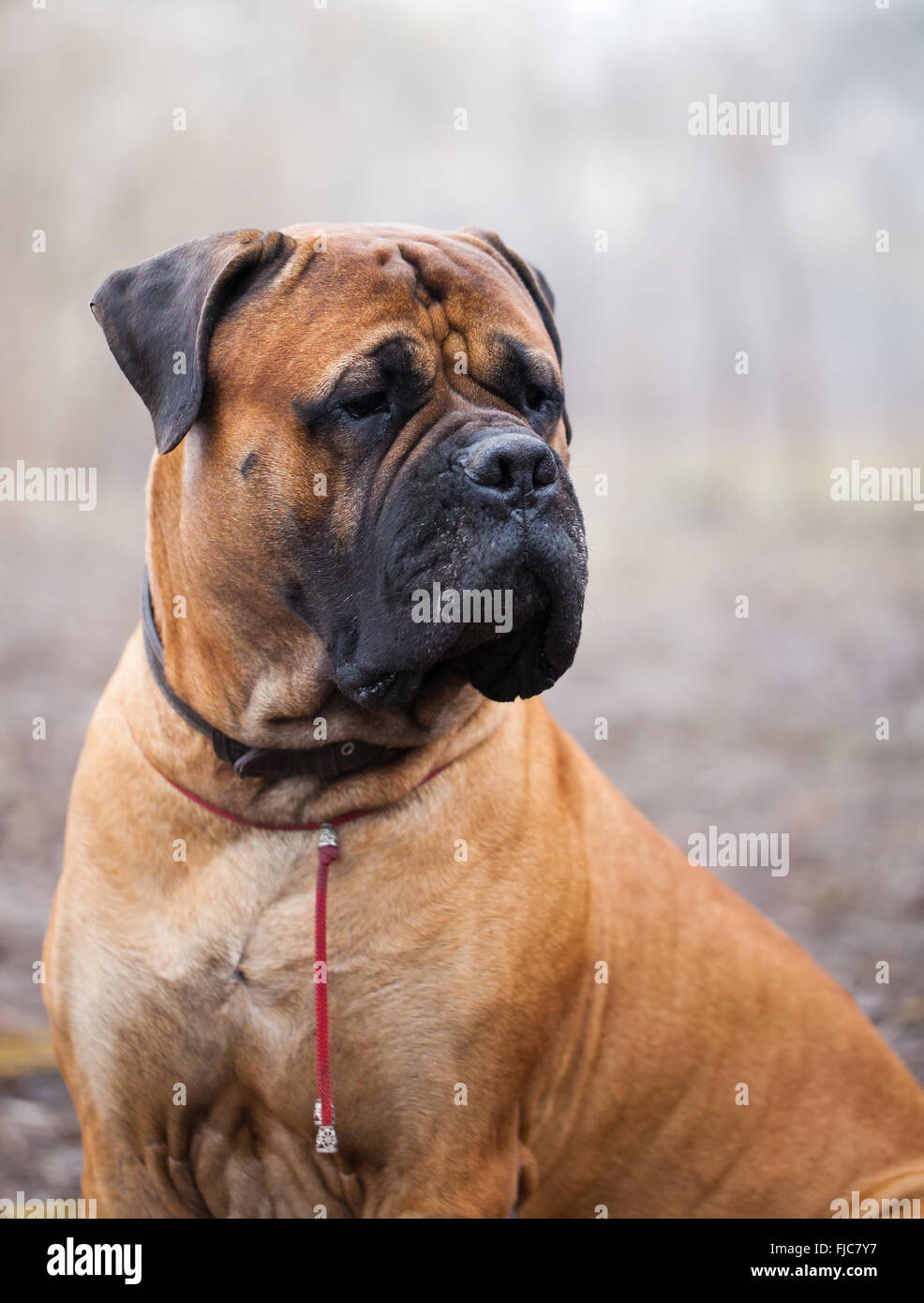 Bullmastiff dog tongue Banque de photographies et d’images à haute ...