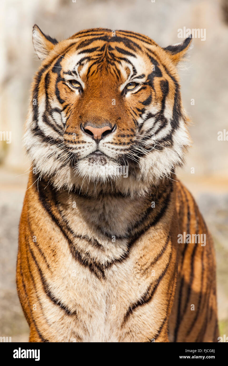 Tigres face Banque de photographies et d’images à haute résolution - Alamy