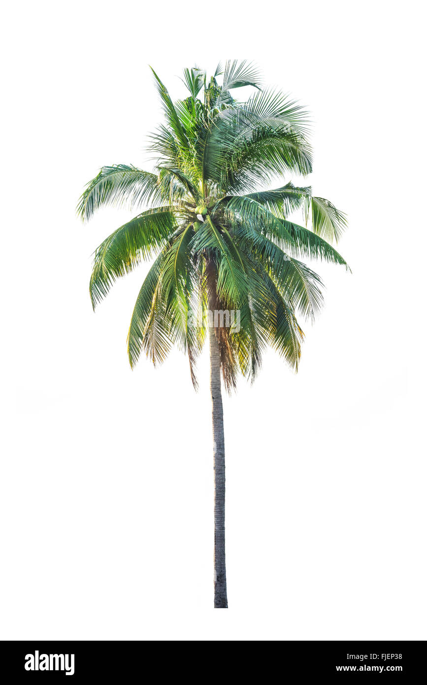 Palmier cocotier, Cocos nucifera, isolés avec des feuilles vertes Photo ...