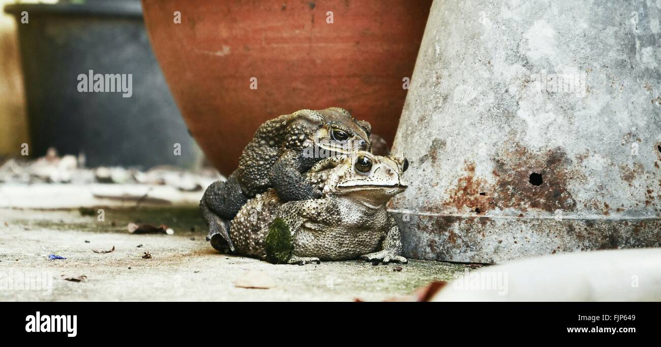Comportement d'accouplement des animaux Banque de photographies et d ...