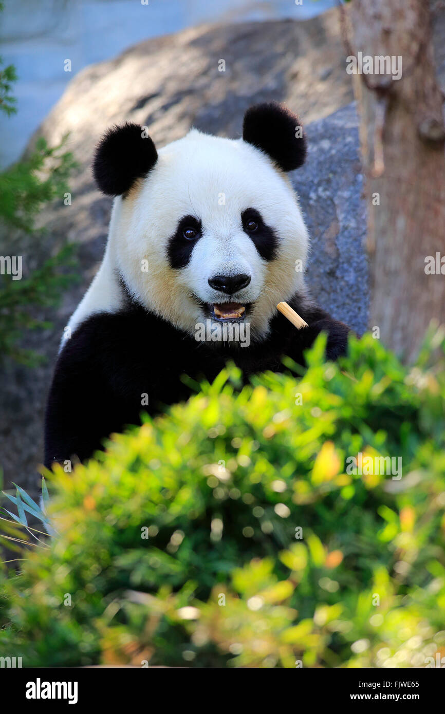 Panda géant Banque de photographies et d’images à haute résolution - Alamy
