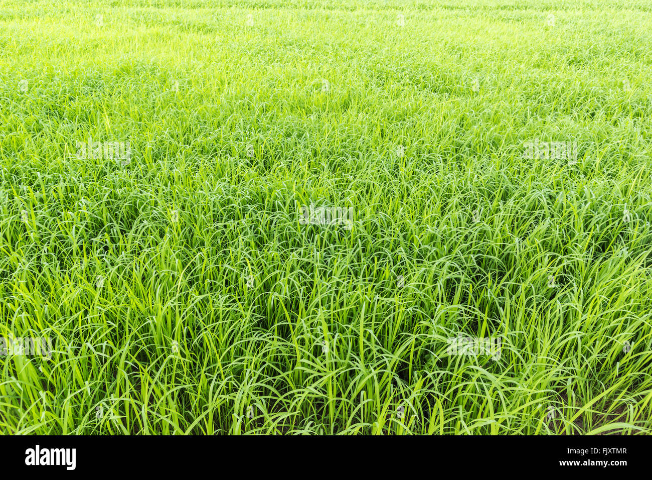 Une photo d'un magnifique champ de riz Photo Stock - Alamy