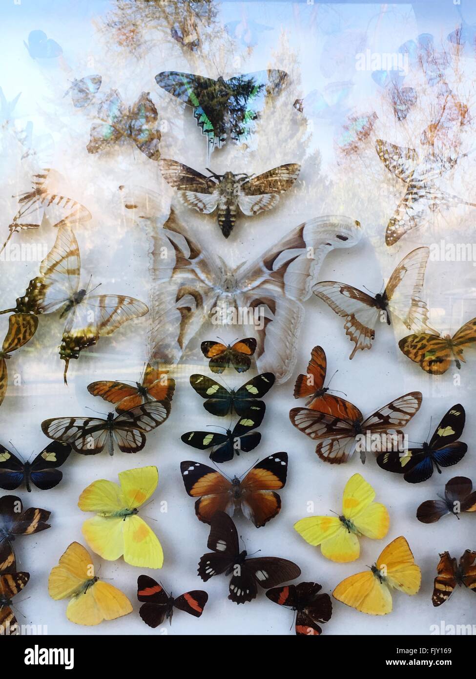 Insecte De Verre Banque d'image et photos - Alamy