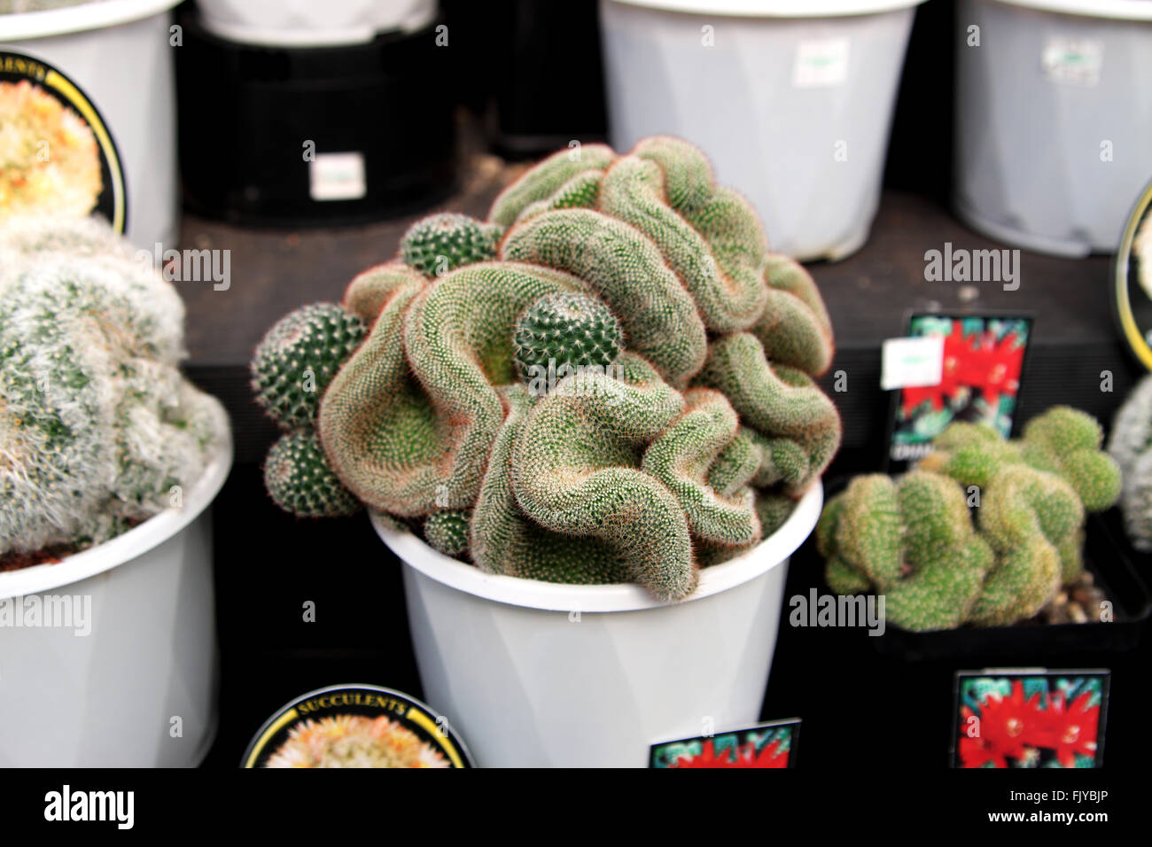 Mammillaria elongata Banque de photographies et d’images à haute ...