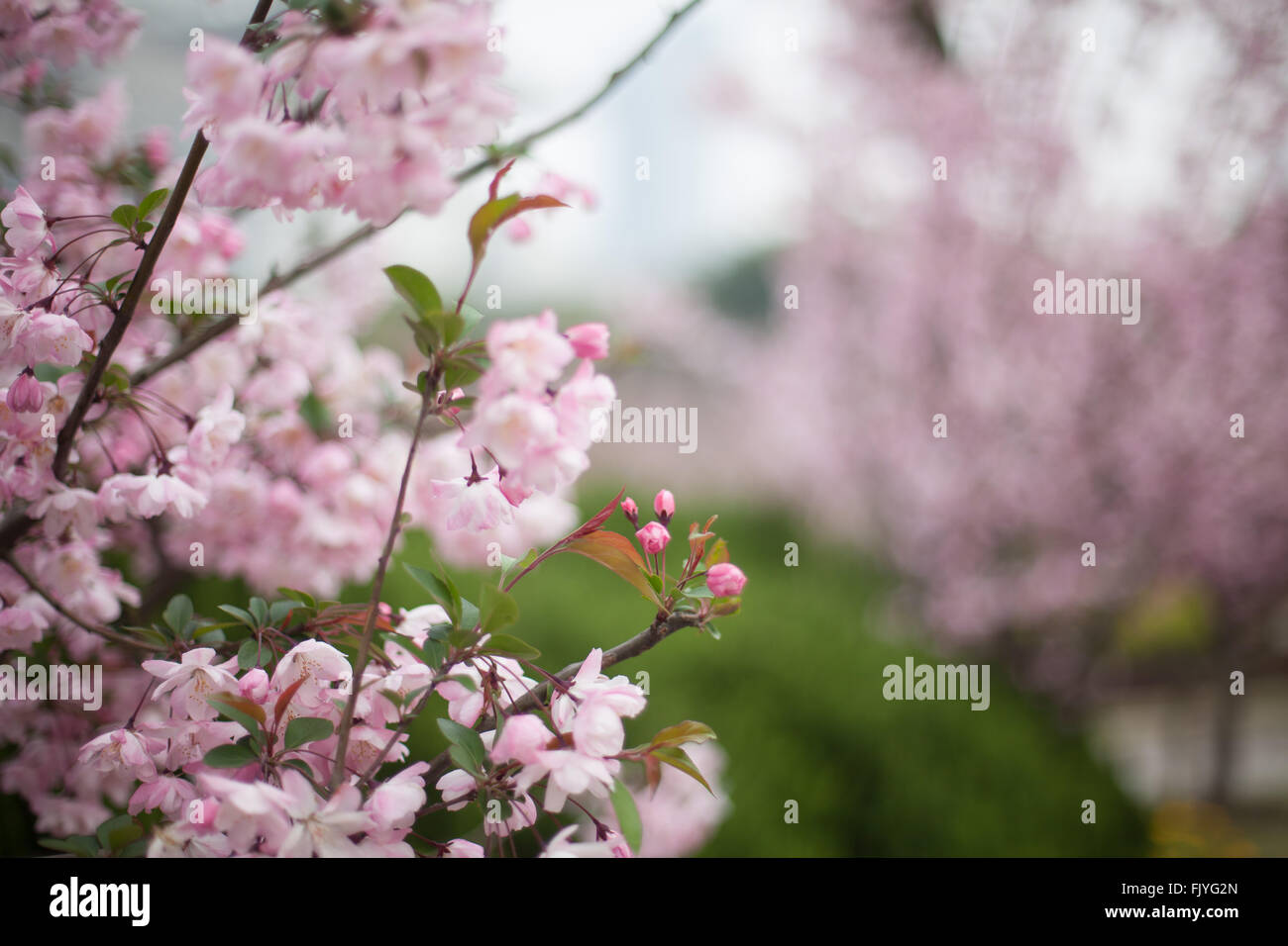 Arbres de fleurs de cerisiers en fleurs Banque de photographies et d ...
